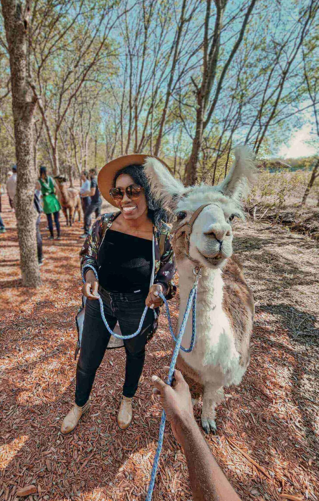 Walk Llamas in Texas at Shangrillama Castle - Afrostylicity