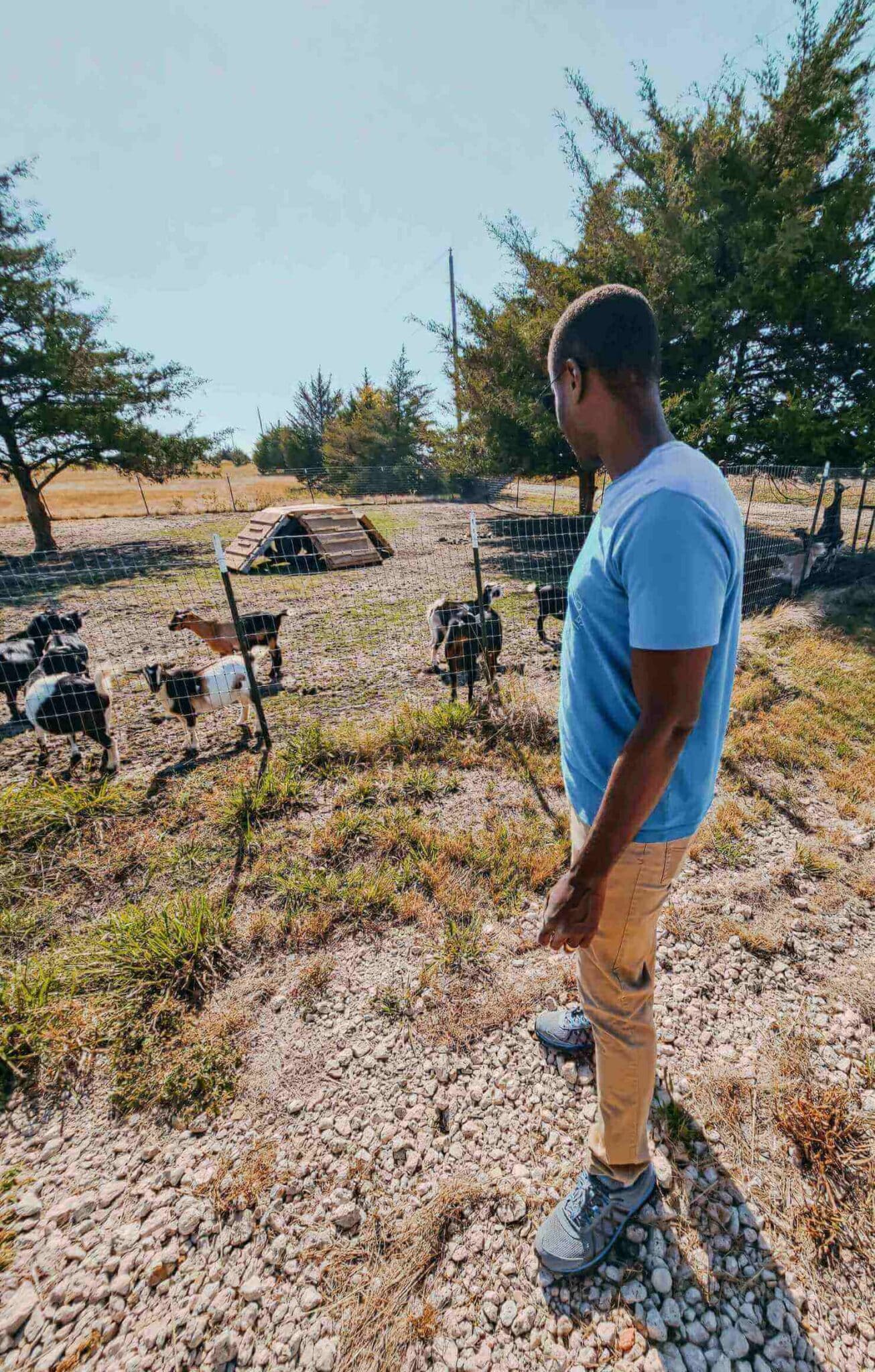 Walk Llamas in Texas at Shangrillama Castle - Afrostylicity
