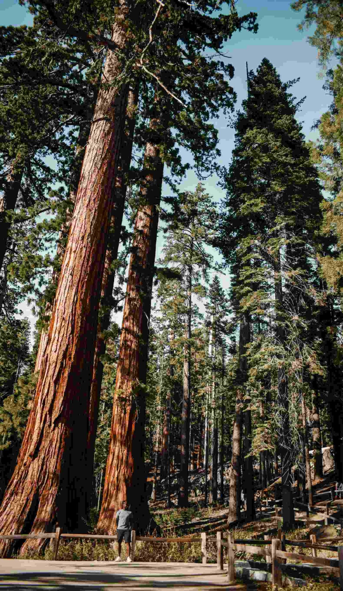 The Ultimate 4 Day Yosemite Itinerary for a Fun Adventure - Afrostylicity